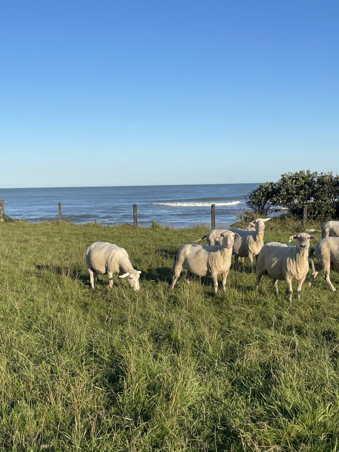 Fernglen Farm - Natural Sheep Milk | Nutrient-Rich & Sustainable