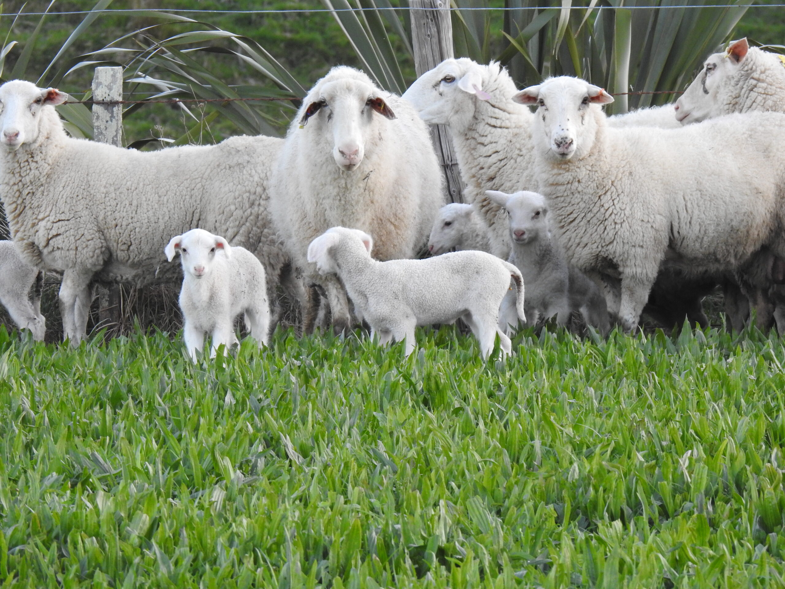 Sheep Milking: What happens to the lambs? - Fernglen Farm